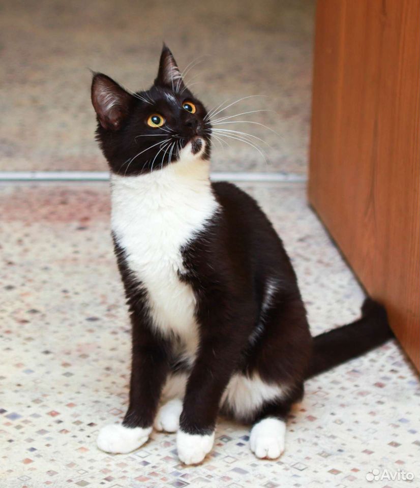 Котенок в дар