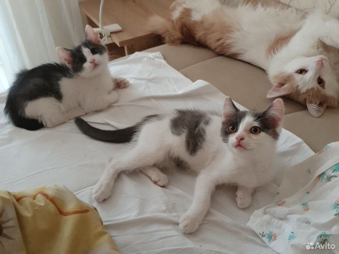 Отдам чудесных котят в добрые руки