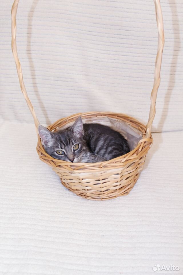 Котенок (девочка. 3 месяца) в дар