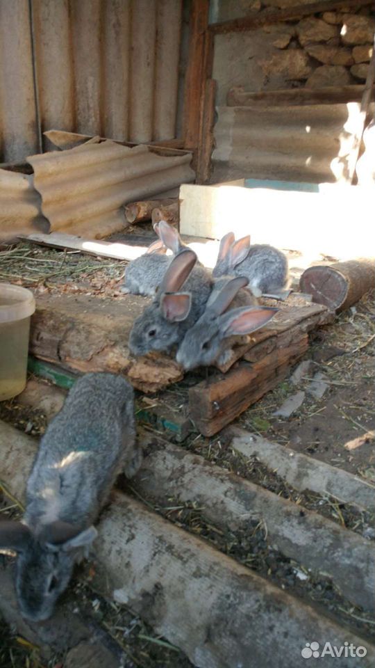 Продаю кроликов