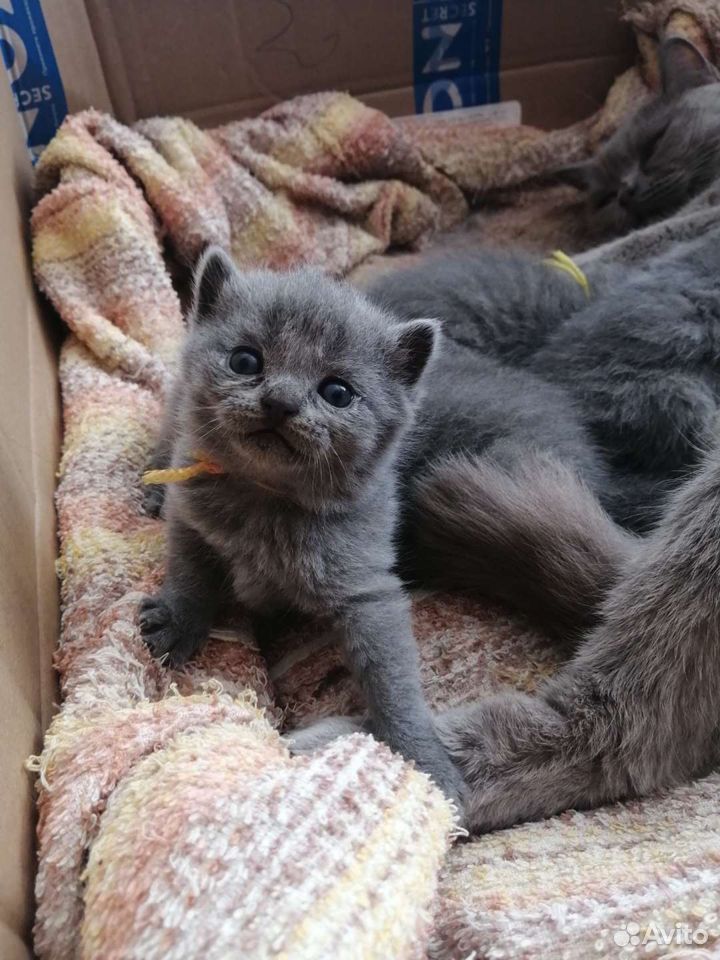 Британские котята
