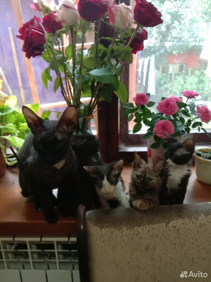 Котята ищут свой дом