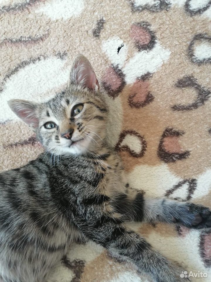 Котёнок-улыбака