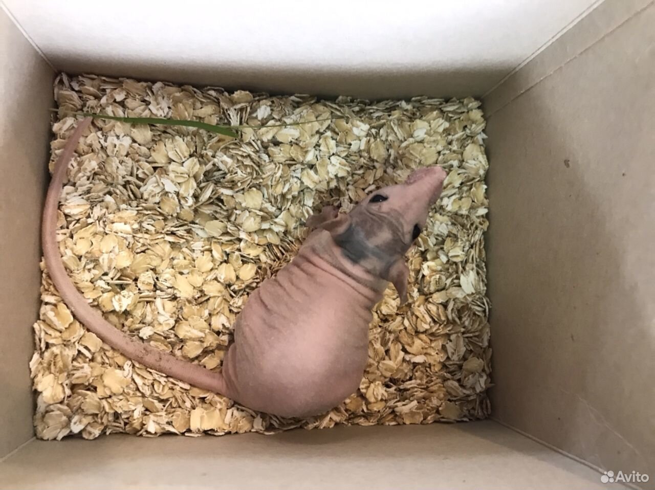 Лысая крыса