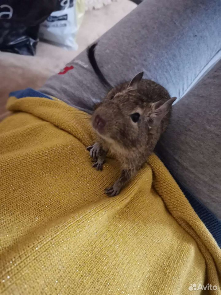 Дегу в добрые руки