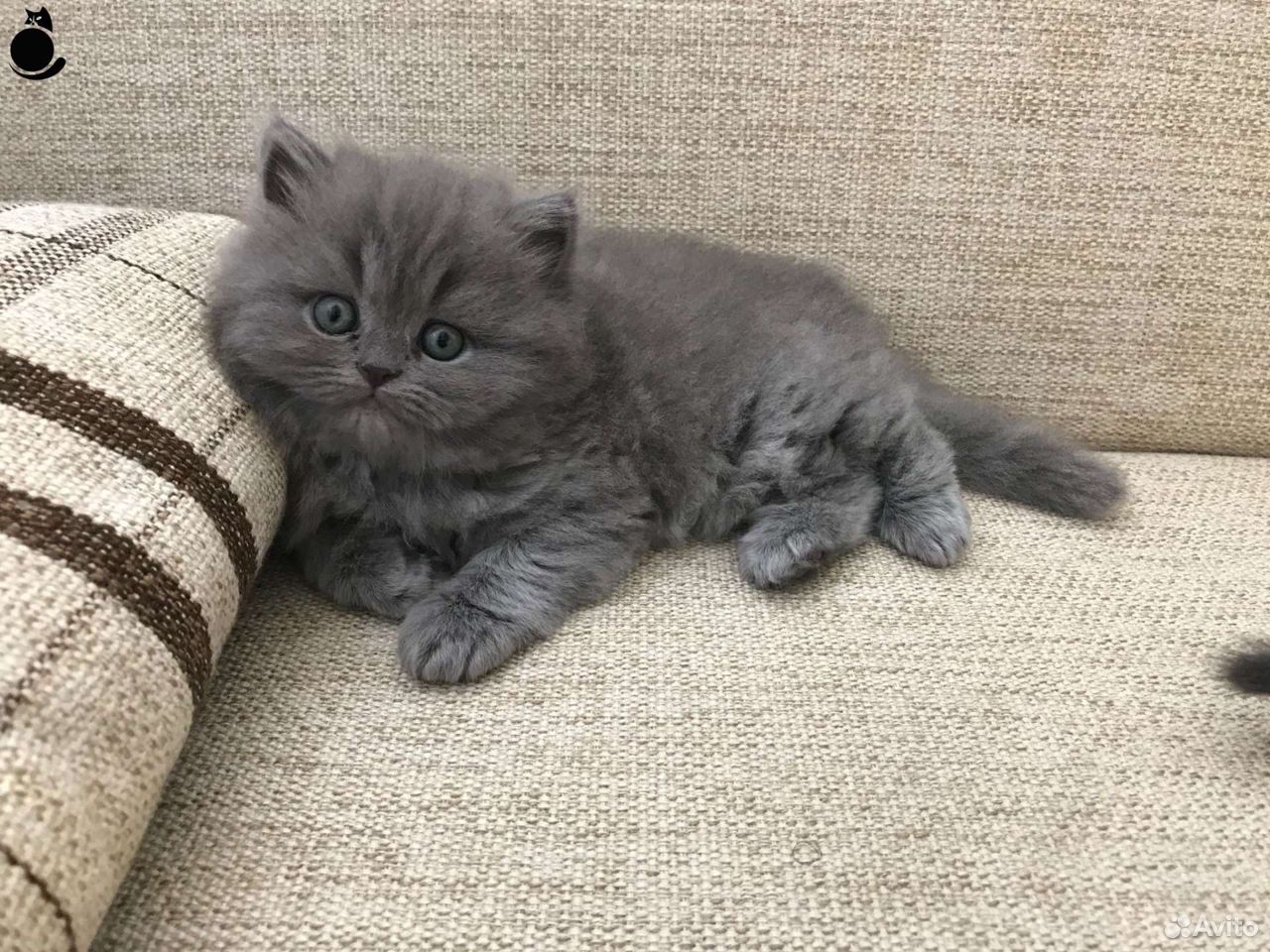 Облоченок тяжеловес