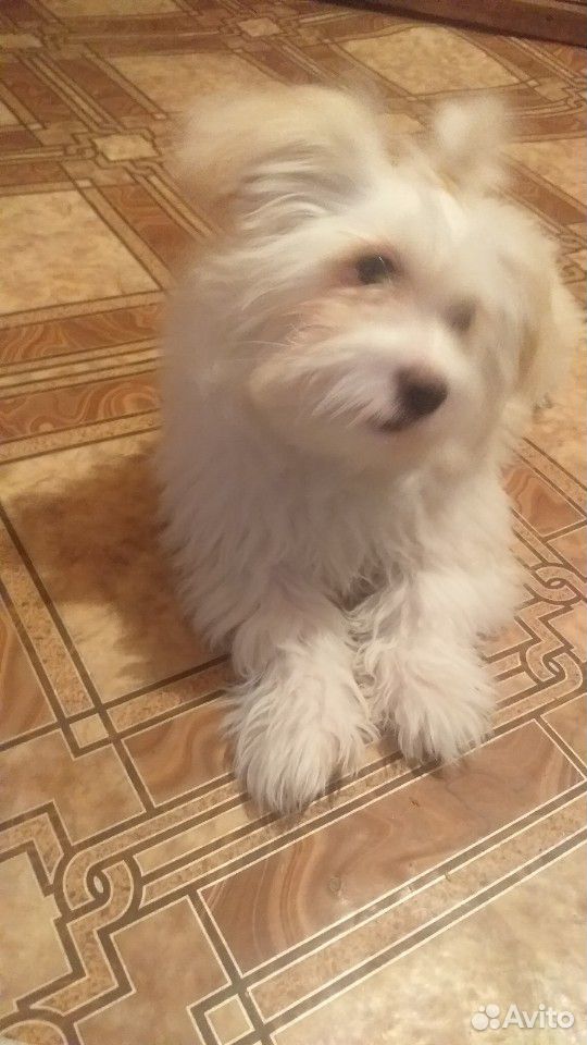 Щенок болонка