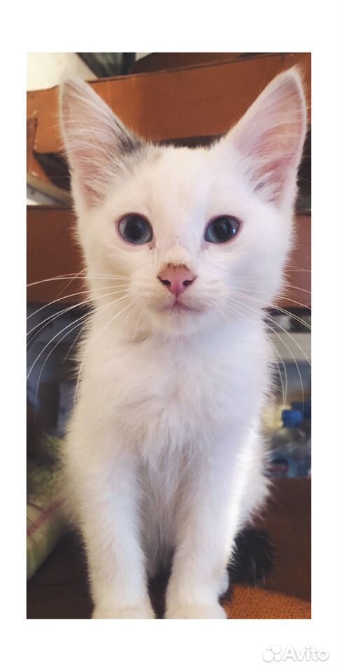 Котенок