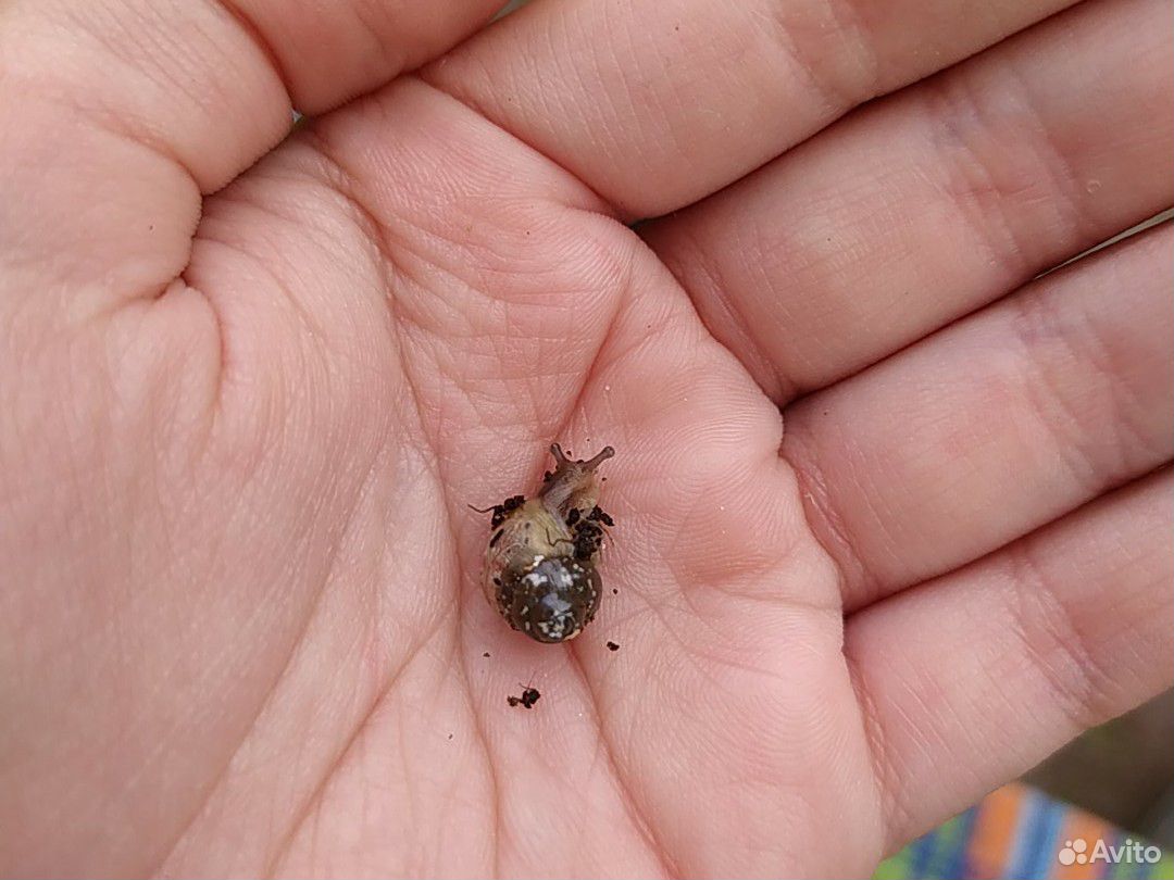 Улитка ахатина