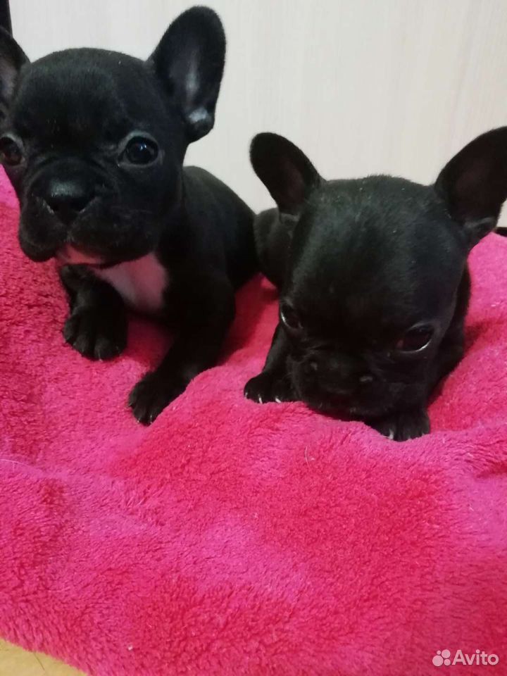 Французский бульдог