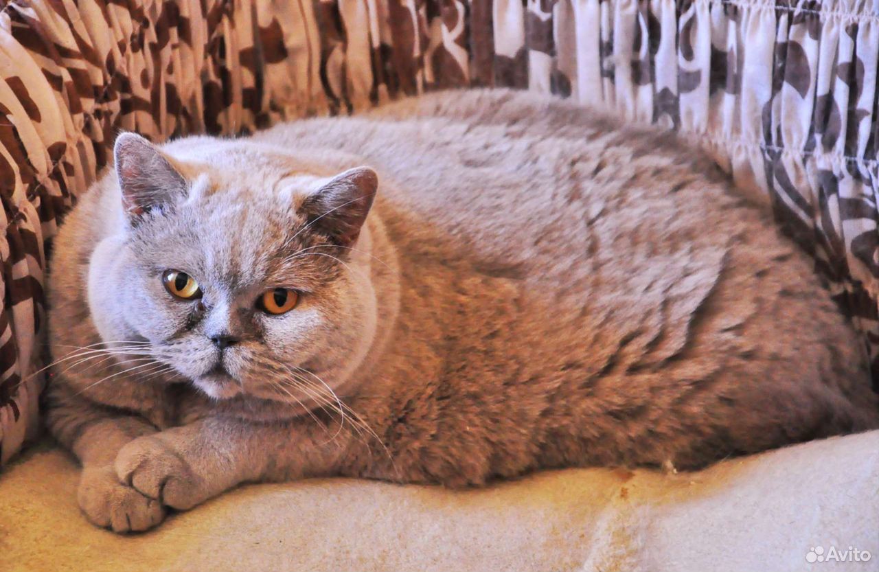 Лиловая британка Соня