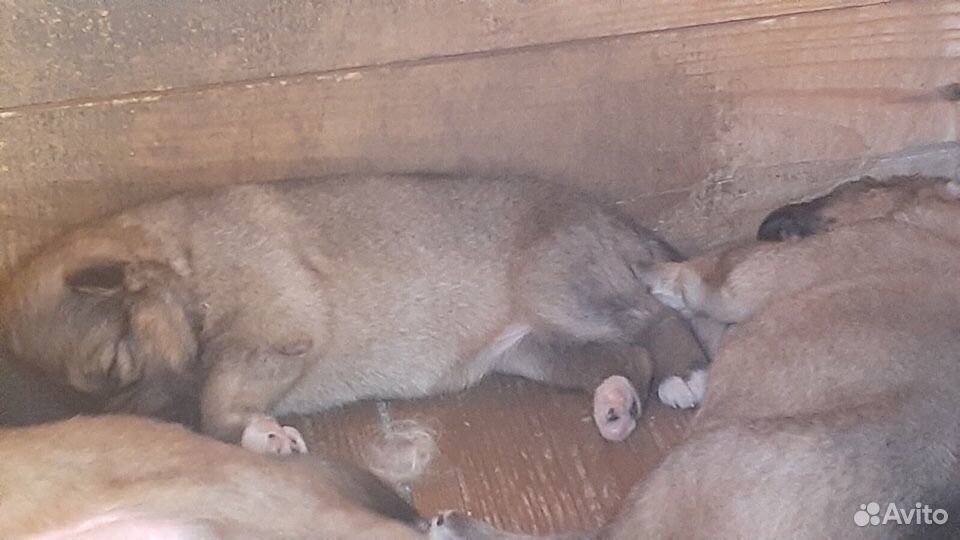 Щенки овчарки-боксера