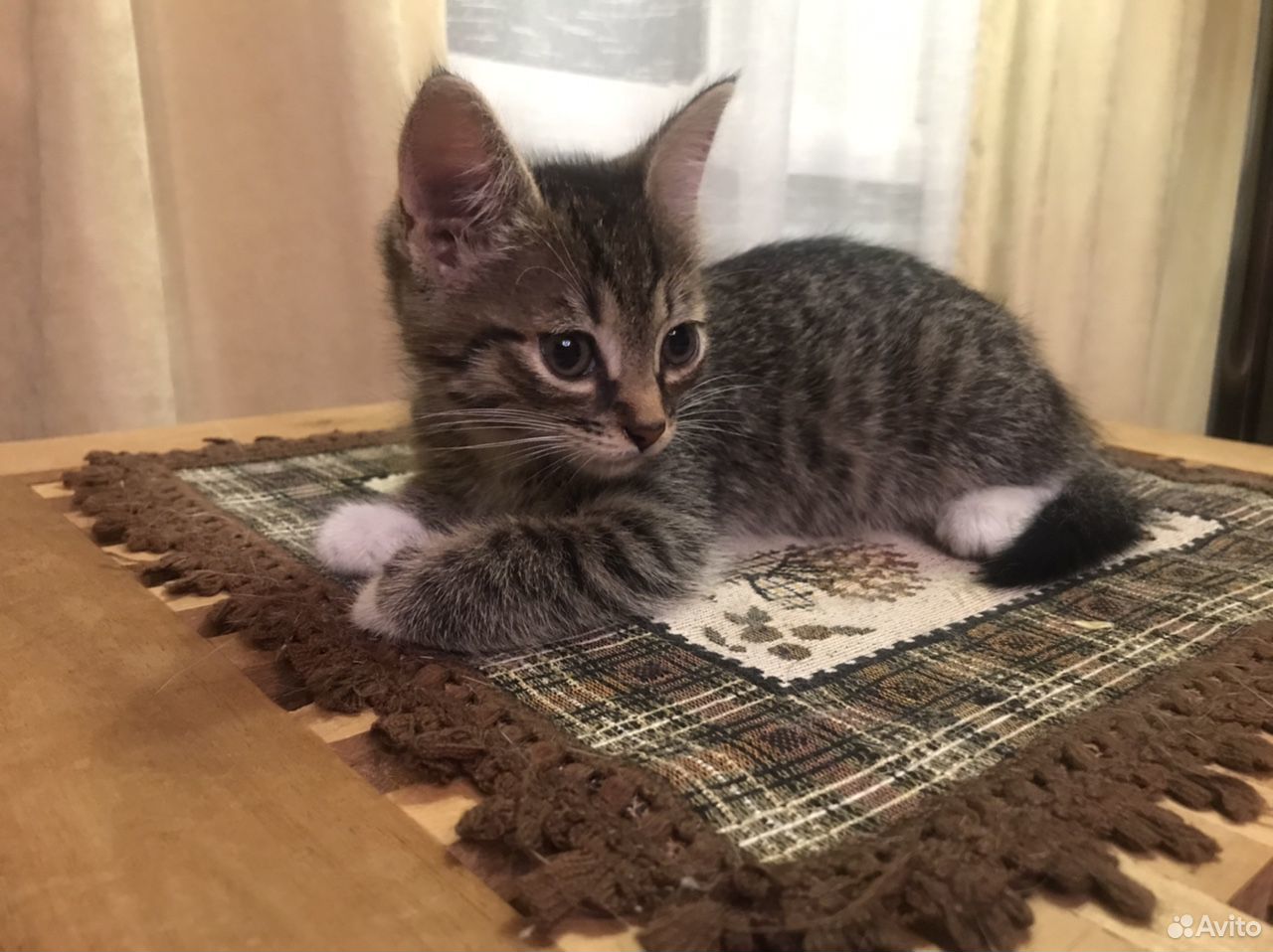 Котёнок