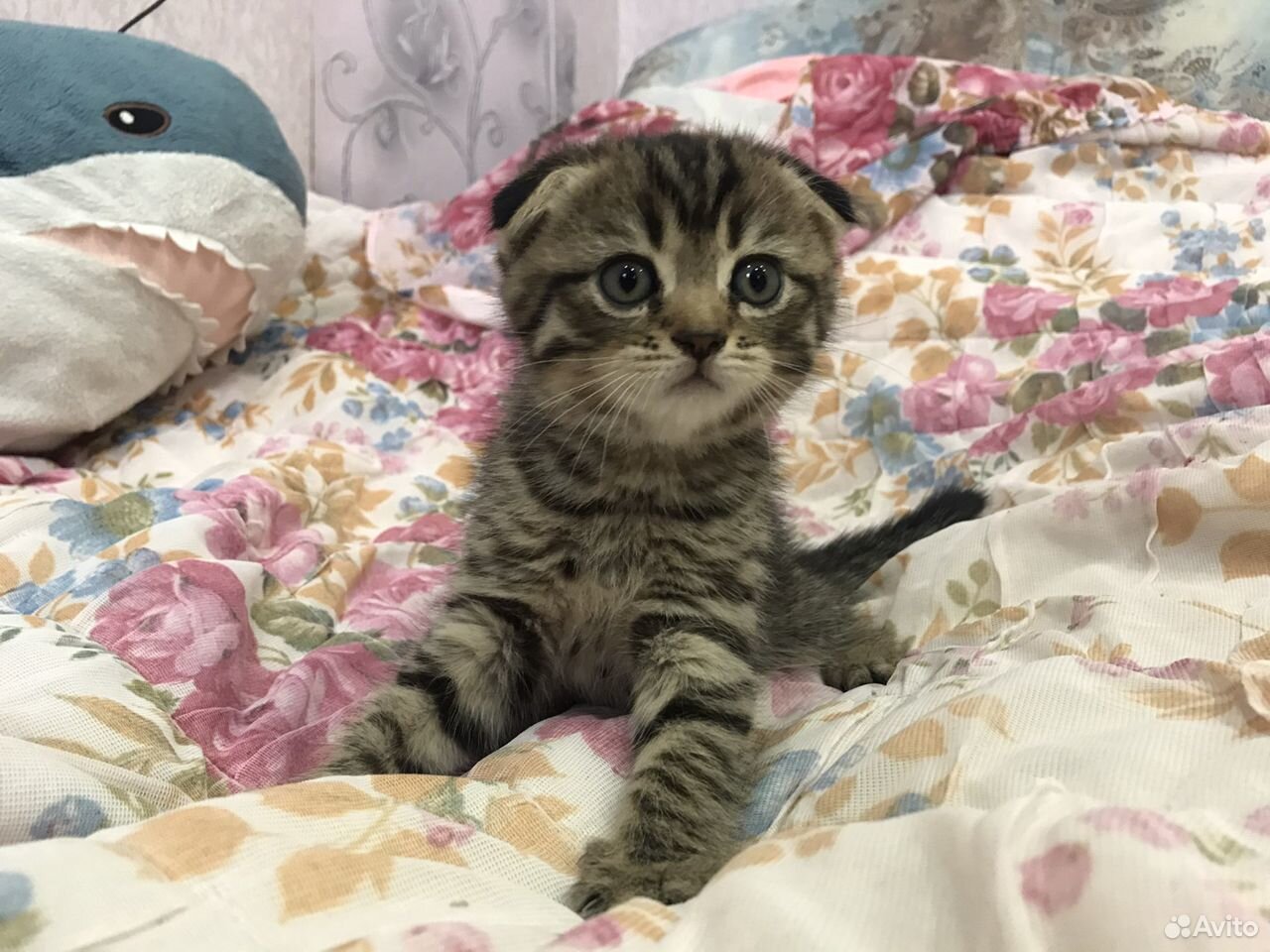 Шотландский вислоухий котик