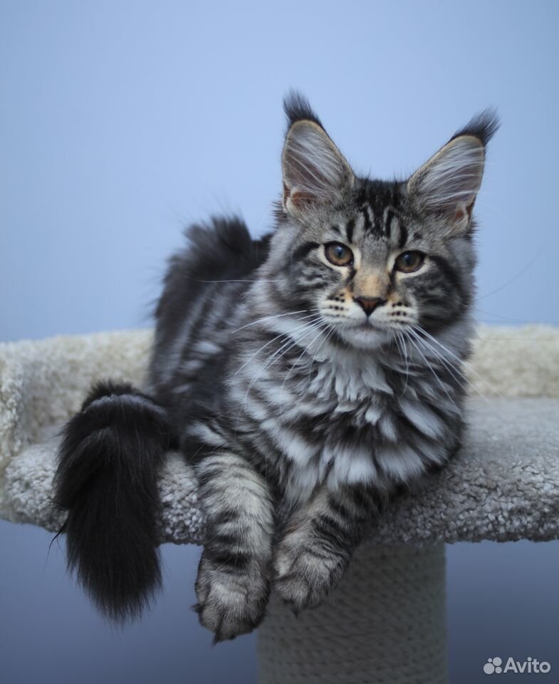 Котенок мэйн кун девочка 4 мес