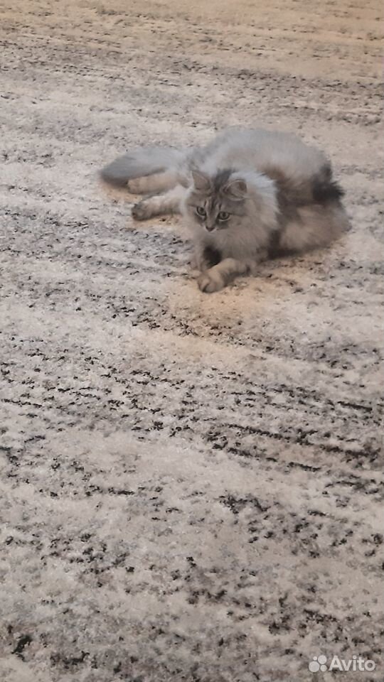 Потерялась кошечка
