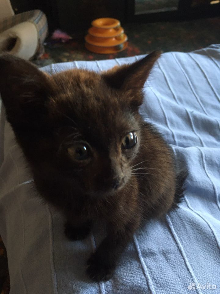 Котенок