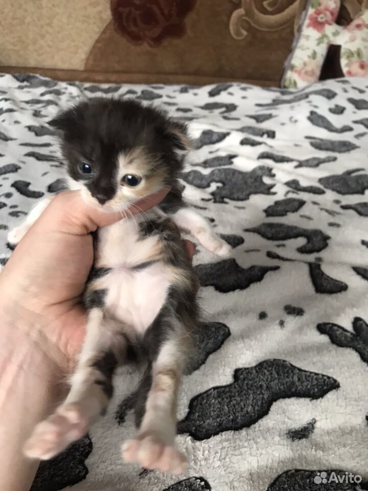Кошечка