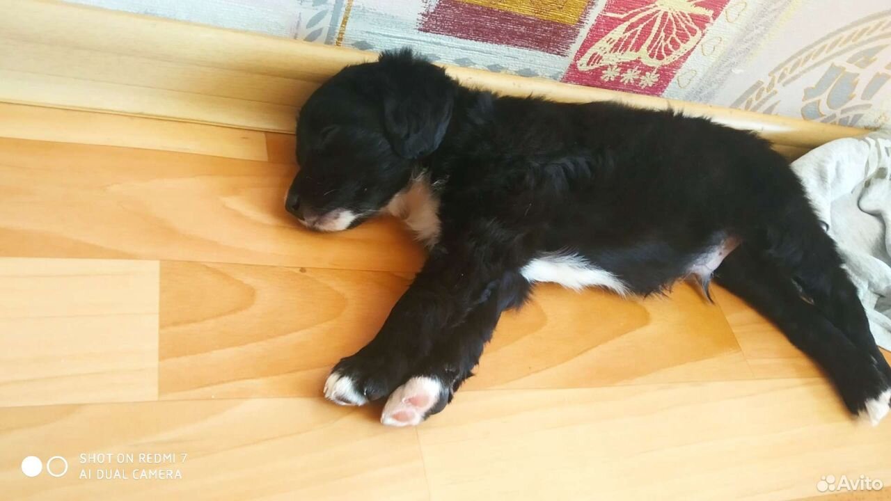 Отдам собаку в добрые руки. щенок потерял маму. ма