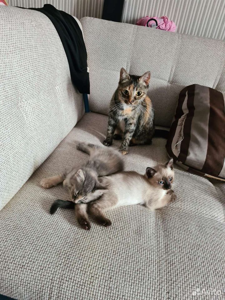 Кошка