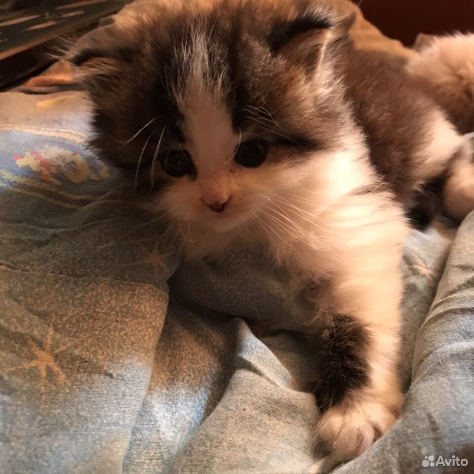 Котята