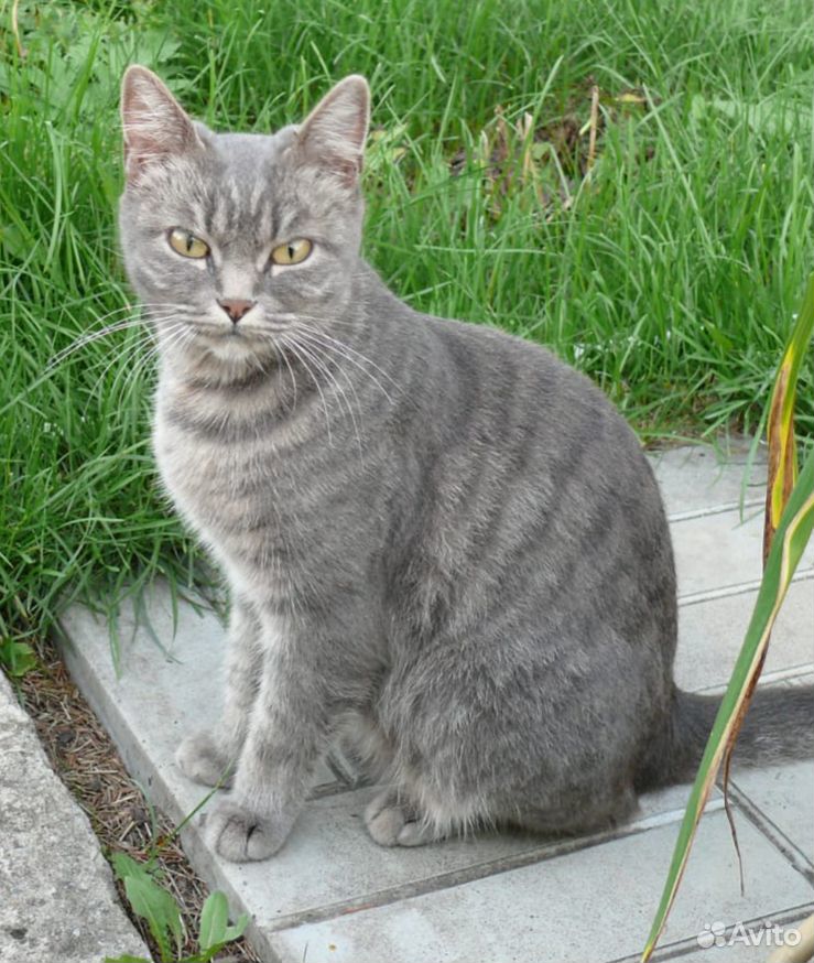 Грейси отдам в добрые руки. Доставка