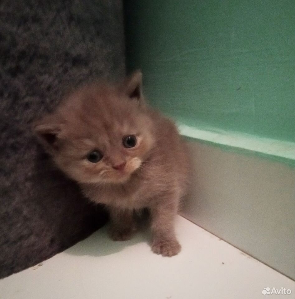 Британские котята
