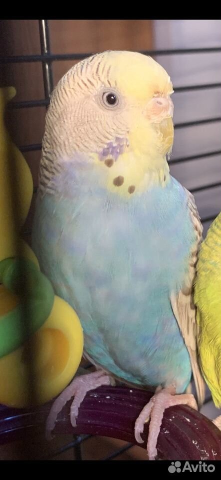 Попугай волнистый отдам