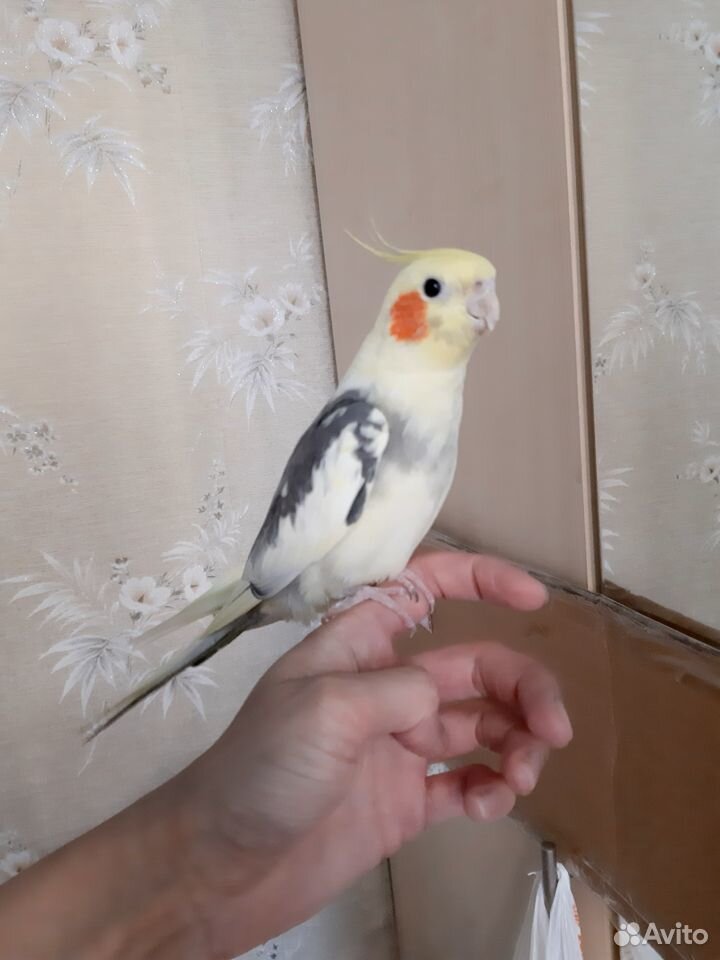 Попугай корелла