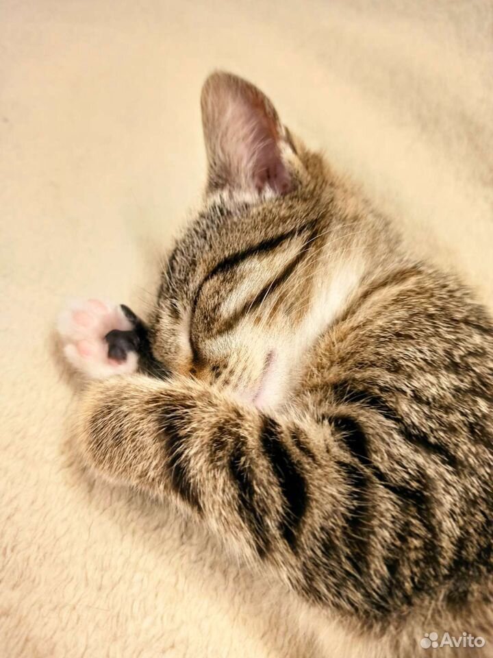 Моника - котенок с пятнышком