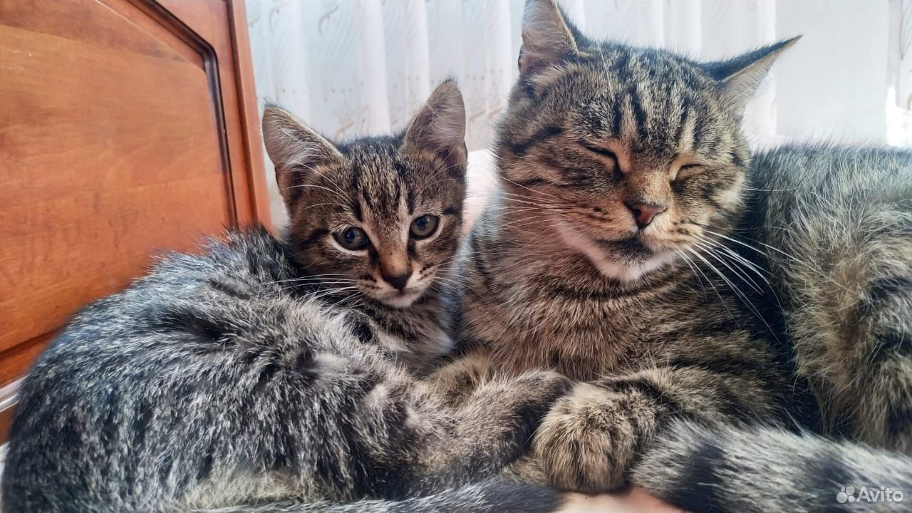 Котенок (мальчик) в добрые руки