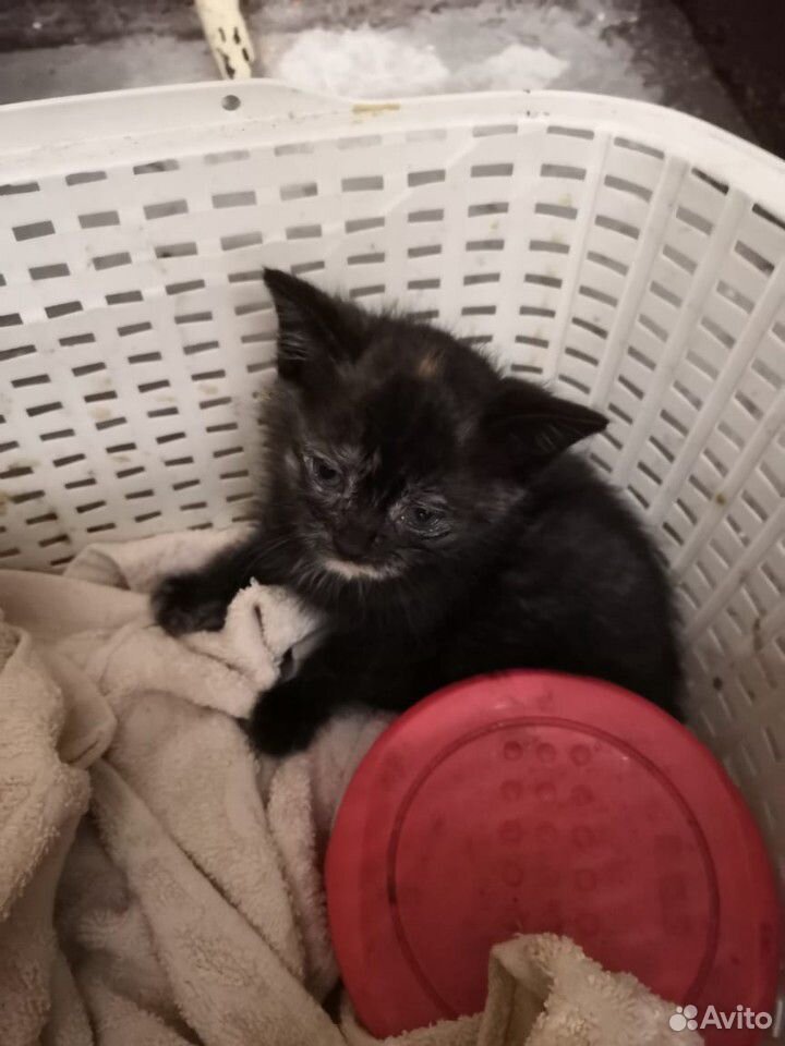 Кошка