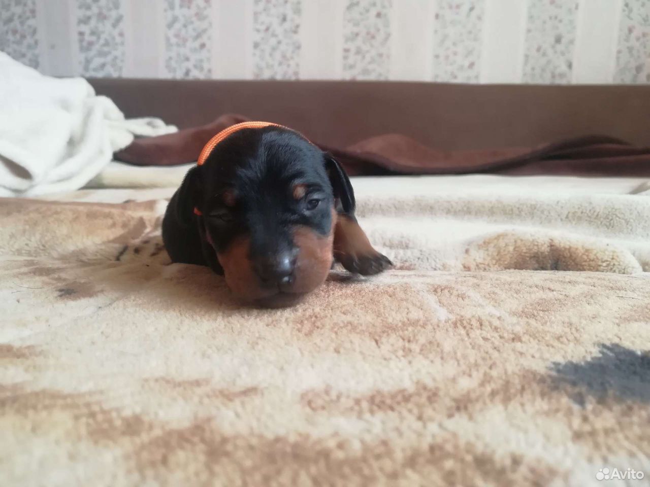 Цвергпинчер