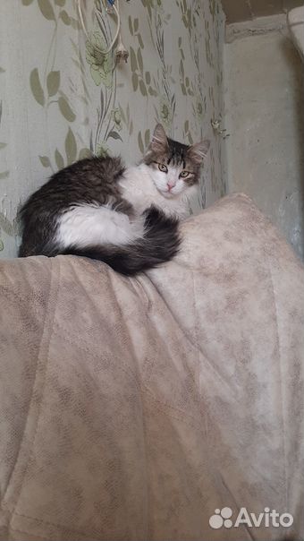 Котик кастрированный