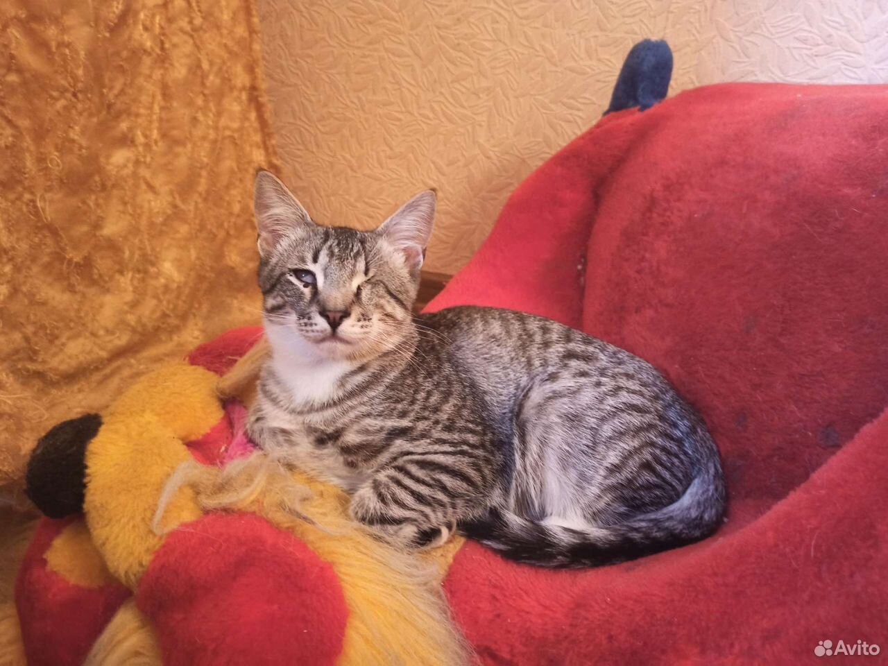 Кошка