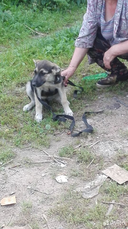 Щенок для охраны