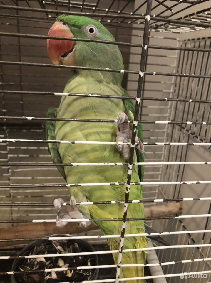 Большие Александрийские ожереловые попугаи Роман А