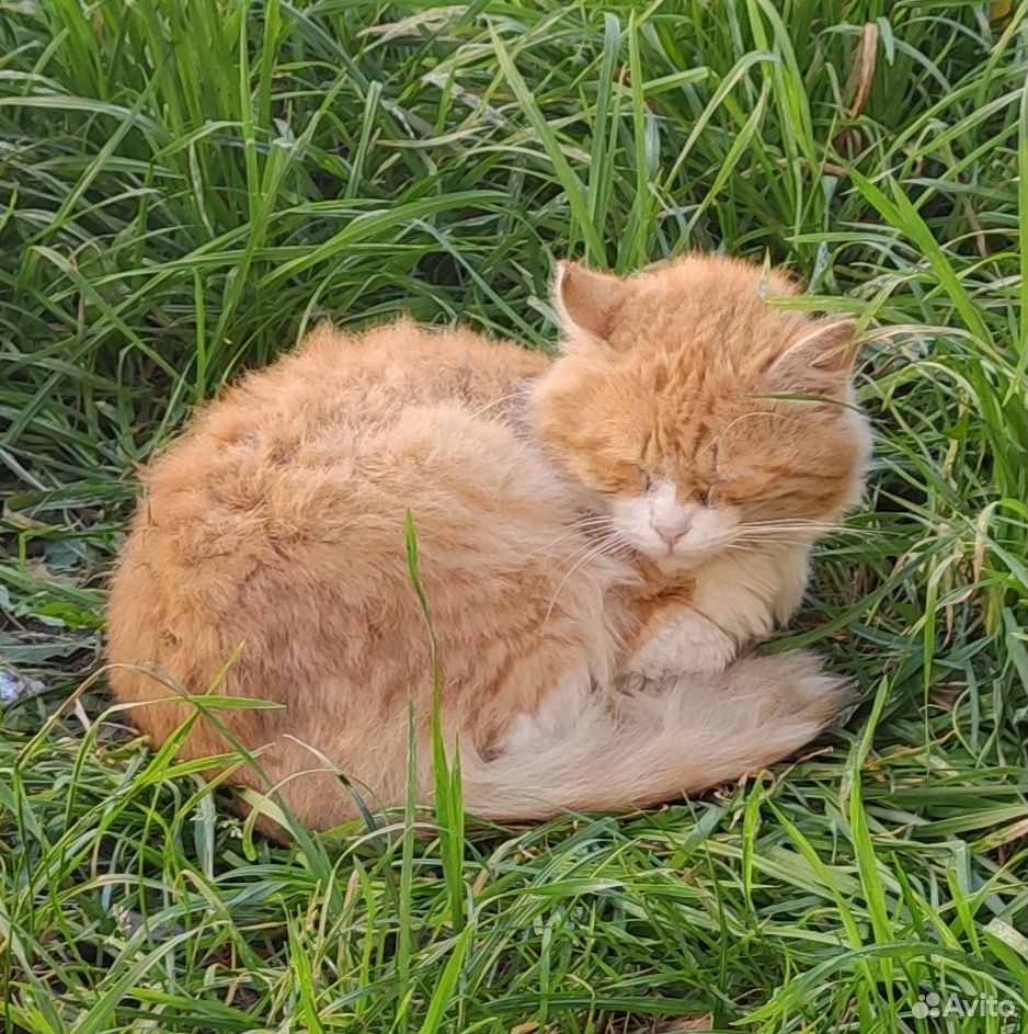 Пушистый рыжий кот