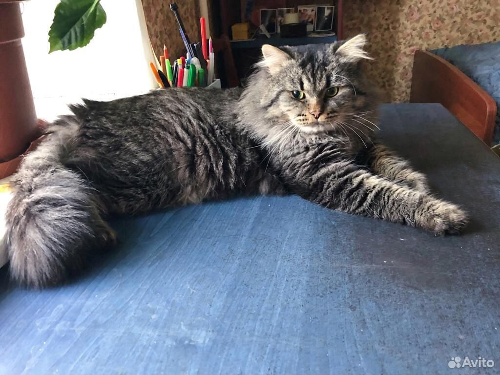 Сибирский кот вязка