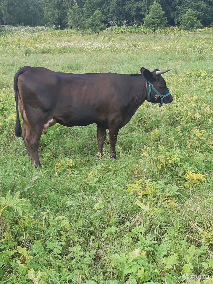 Корова джерсийская парода