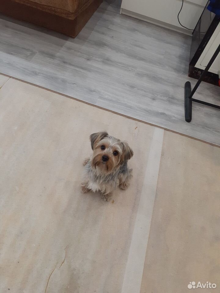 Йоркширский терьер, вязка, случка