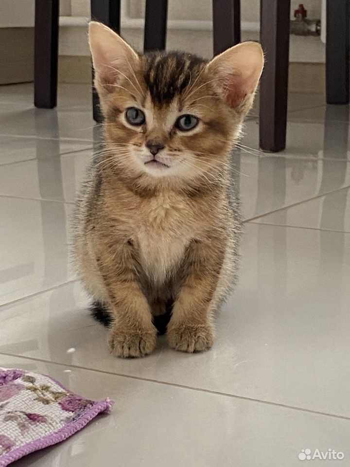 Абиссинский котеночек