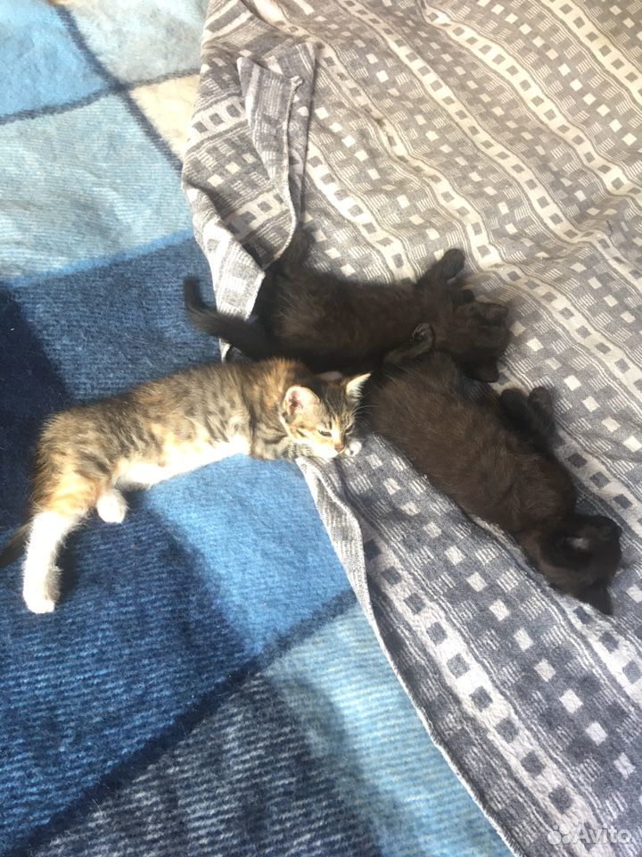 Три кота, три хвоста