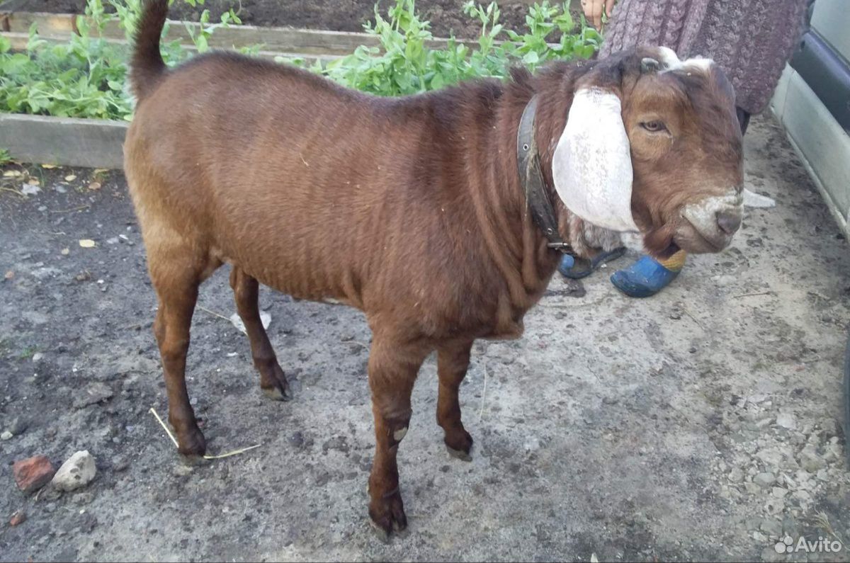 Вязка с нубийским козлом