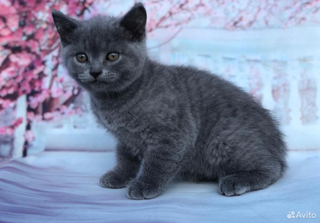 Британский Масик 3 мес