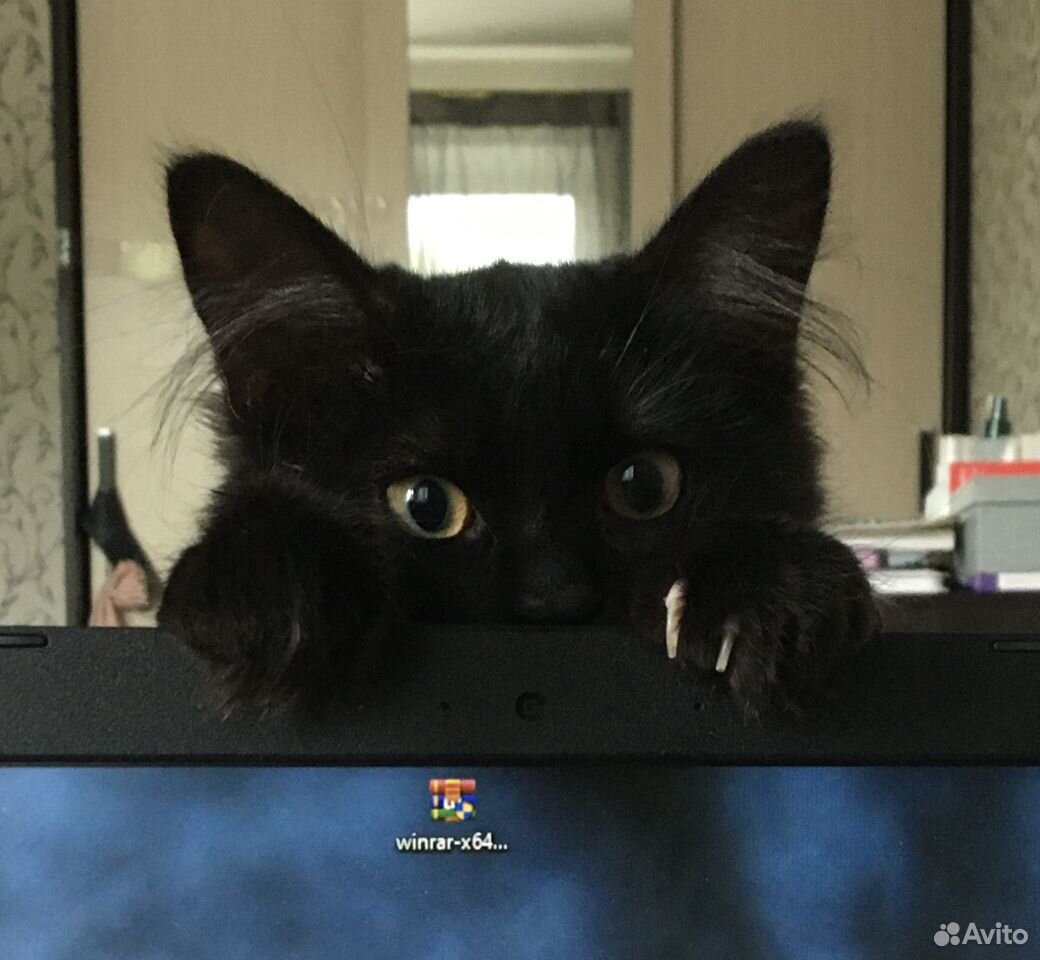 Отдам кошечку 5 месяцев