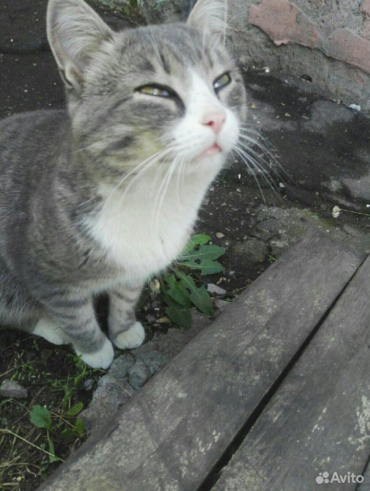 Максик в добрые руки