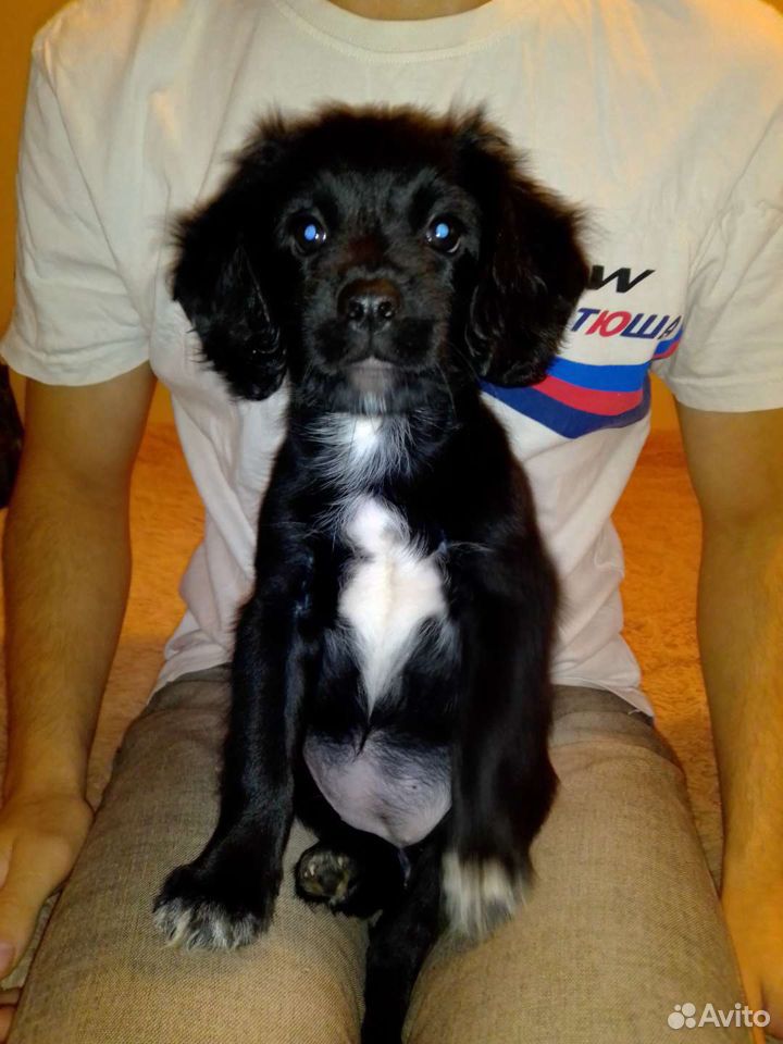 Собака спаниель русская