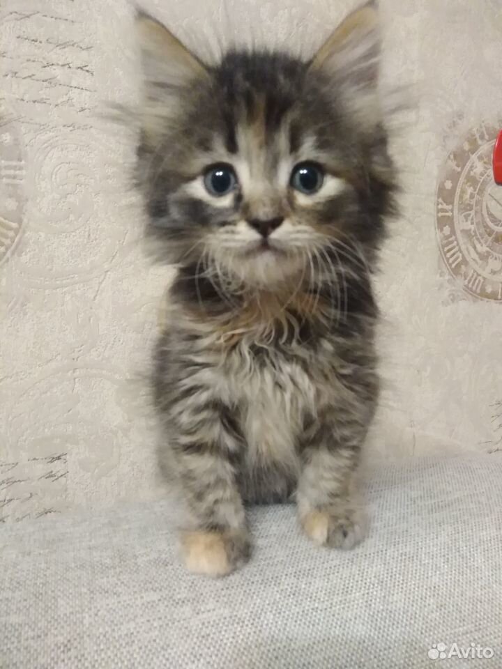 Котенок