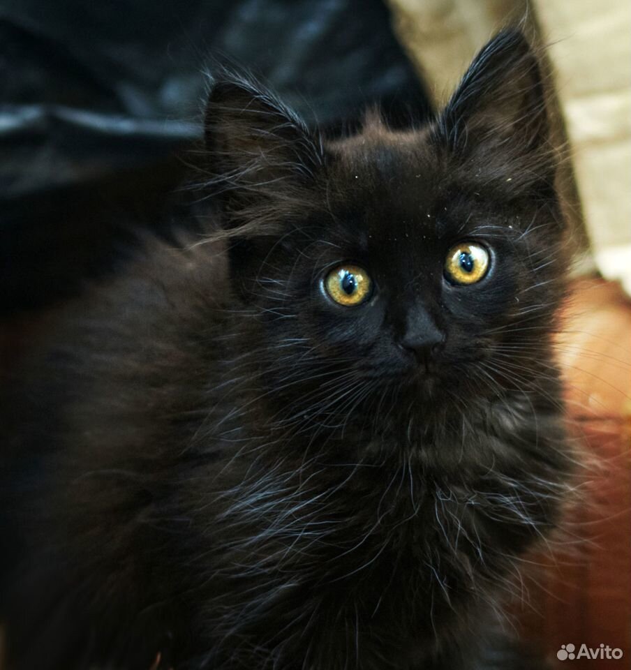 Ласковый котик Тайсон 5 мес